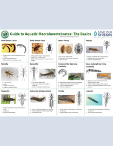 Guide to Aquatic Macroinvertebrates: The Basics - Izaak Walton League ...