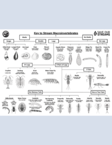 Stream Macroinvertebrates Key and Size Chart - Izaak Walton League of ...